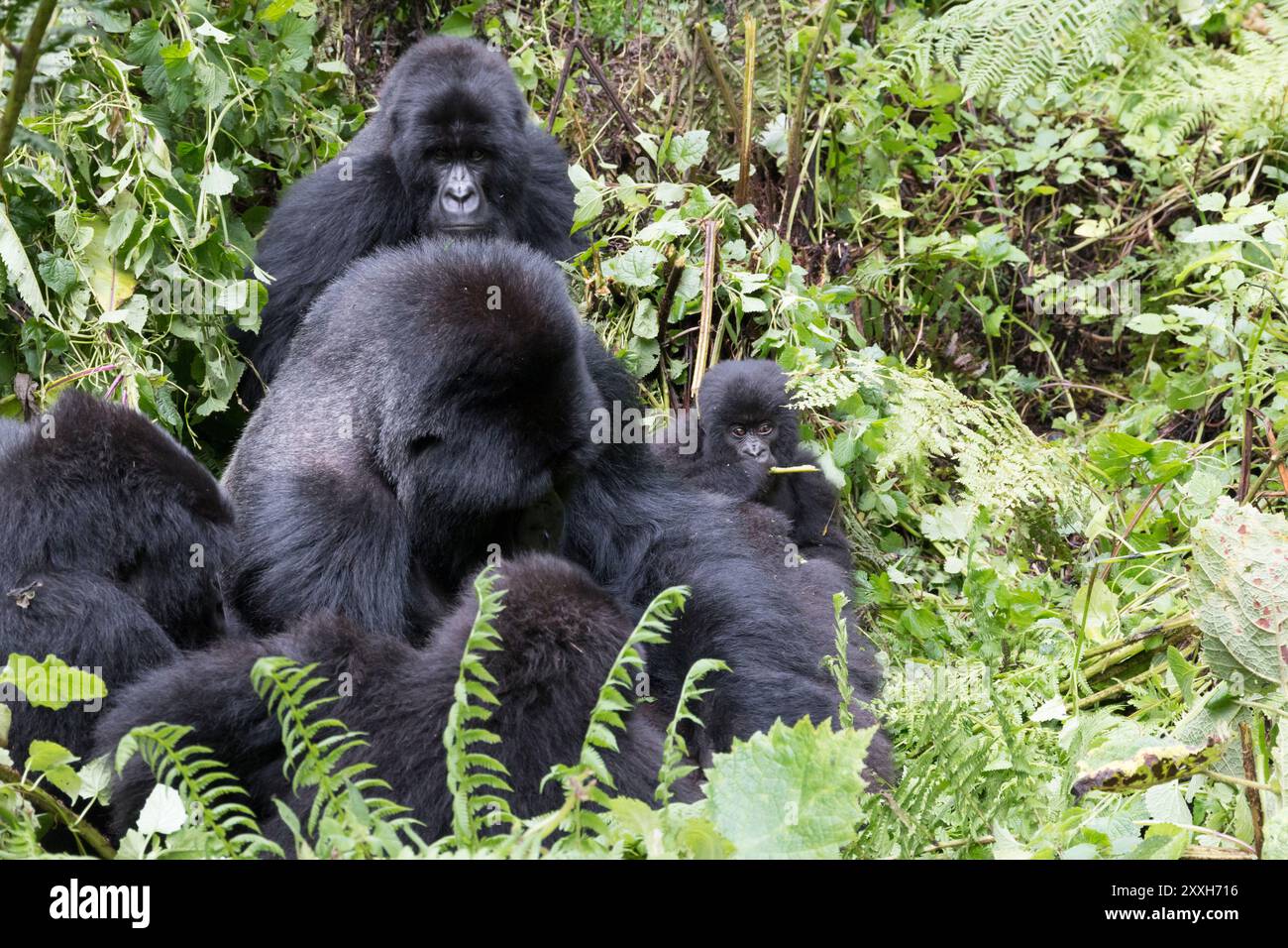 Africa, Rwanda, Musanze District, Volcanoes National Park, Ruhengeri ...