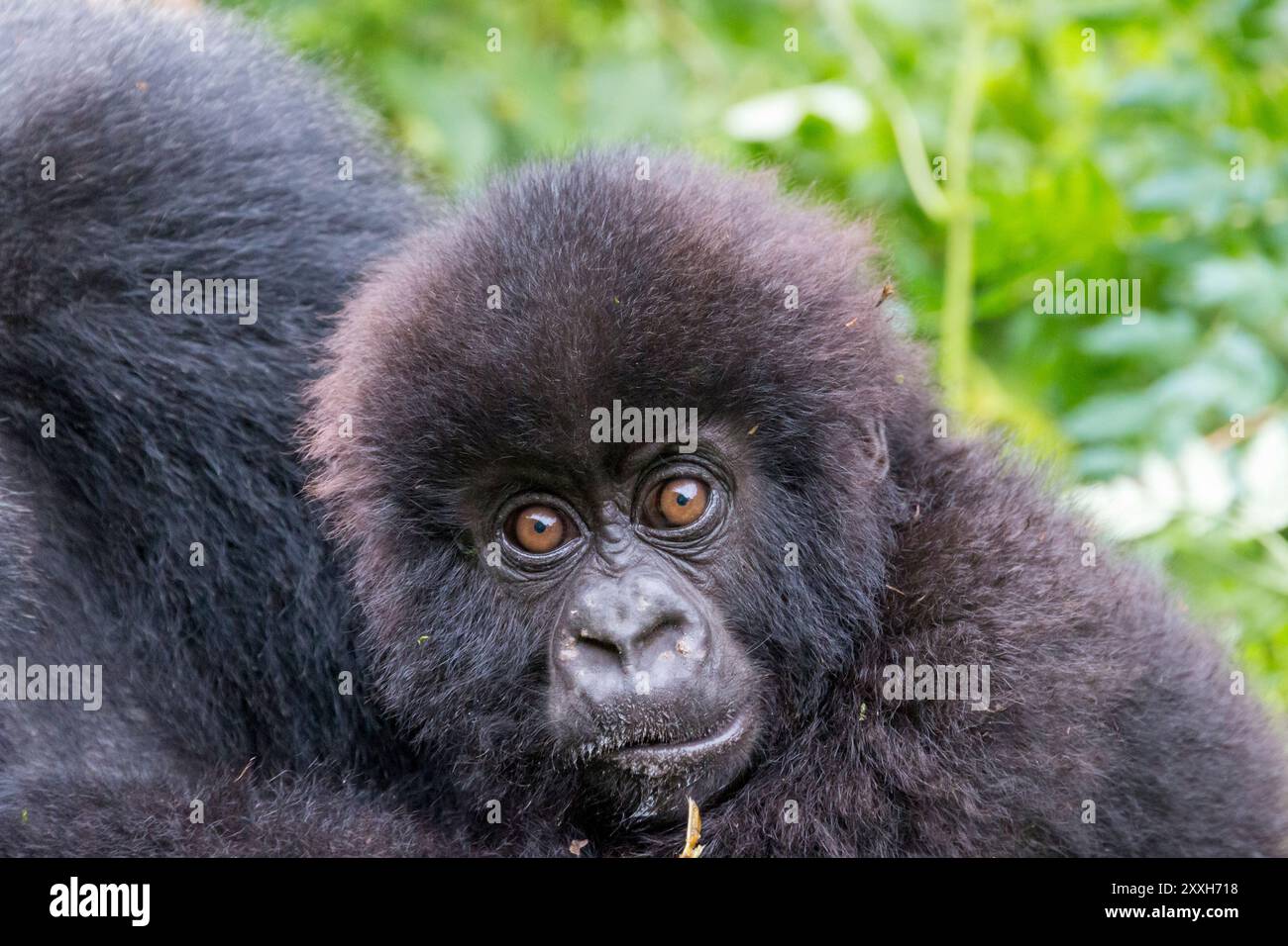 Africa, Rwanda, Musanze District, Volcanoes National Park, Ruhengeri ...