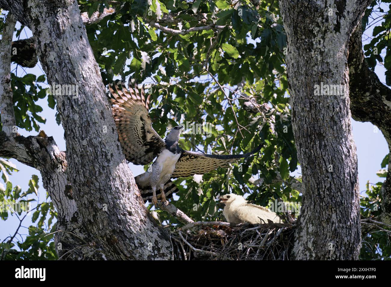 Female Harpy eagle, Harpia harpyja, in flight over the nest occupied by ...