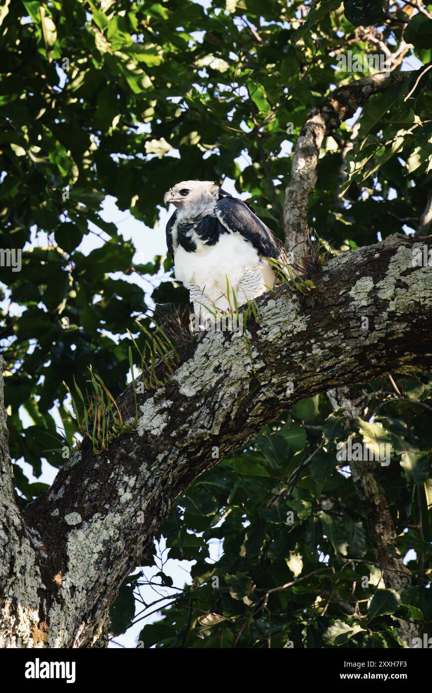 Female Harpy eagle, Harpia harpyja, sitting in a Brazilian Nut Tree ...