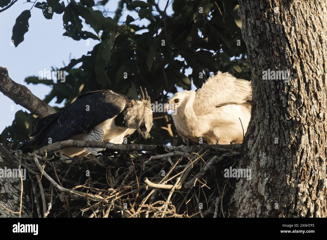 Female Harpy eagle, Harpia harpyja, feeding her 4 month old chick, Alta Floresta, Amazon, Brazil ...