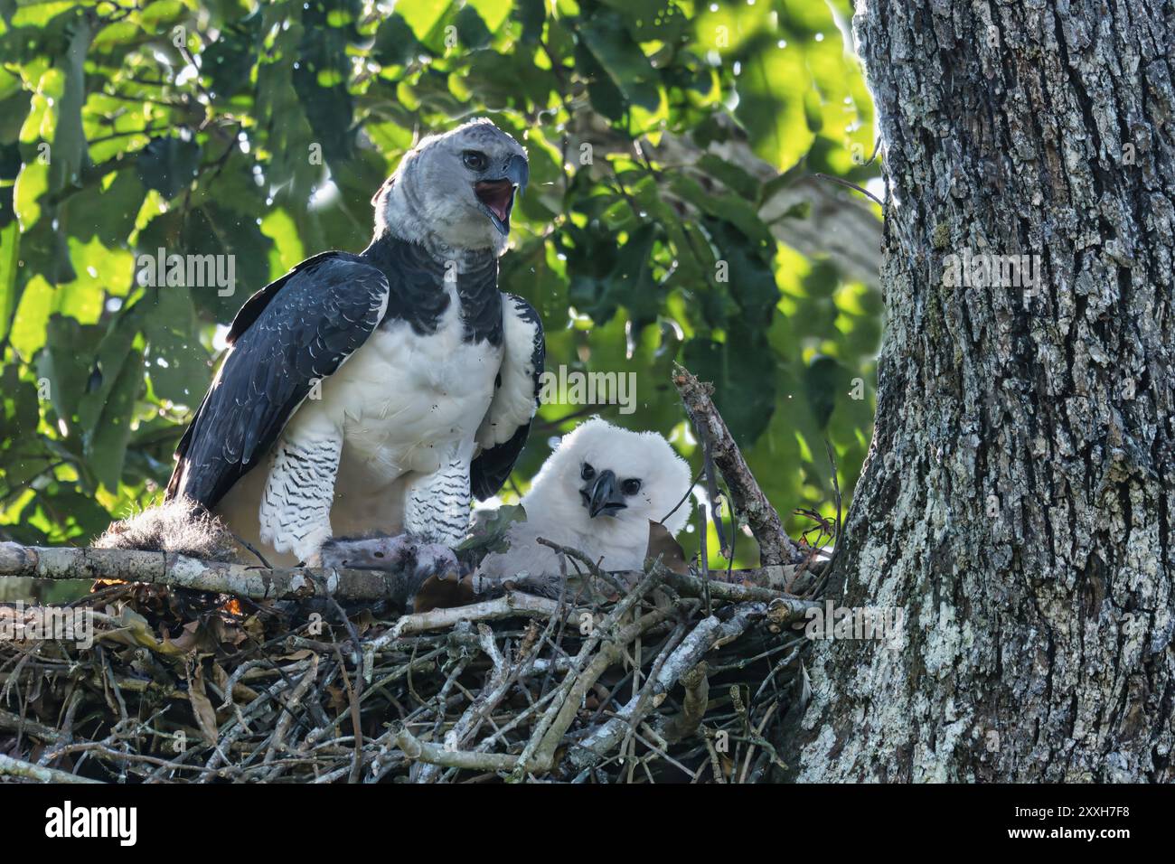 Female Harpy Eagle, Harpia harpyja, with a pray in the nest with her ...