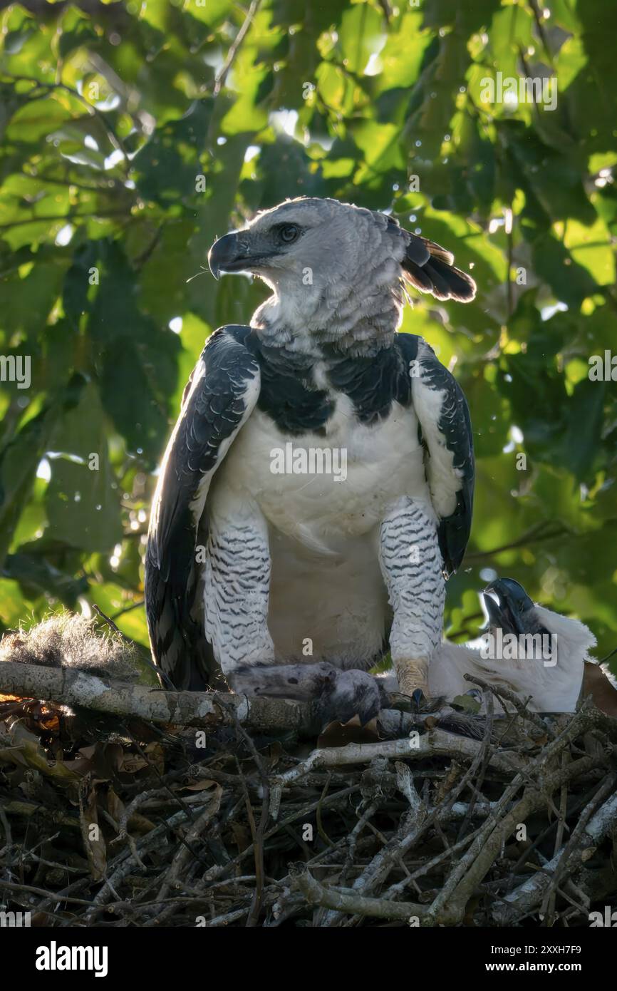 Female Harpy Eagle, Harpia harpyja, with a pray in the nest with her ...