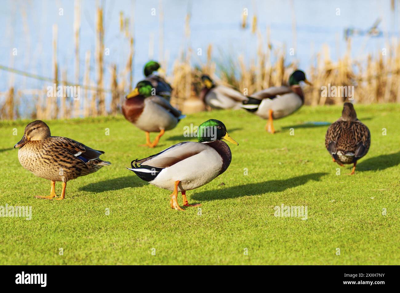 Wild ducks (Anas platyrhynchos) Mallard standing on the shore, female ...