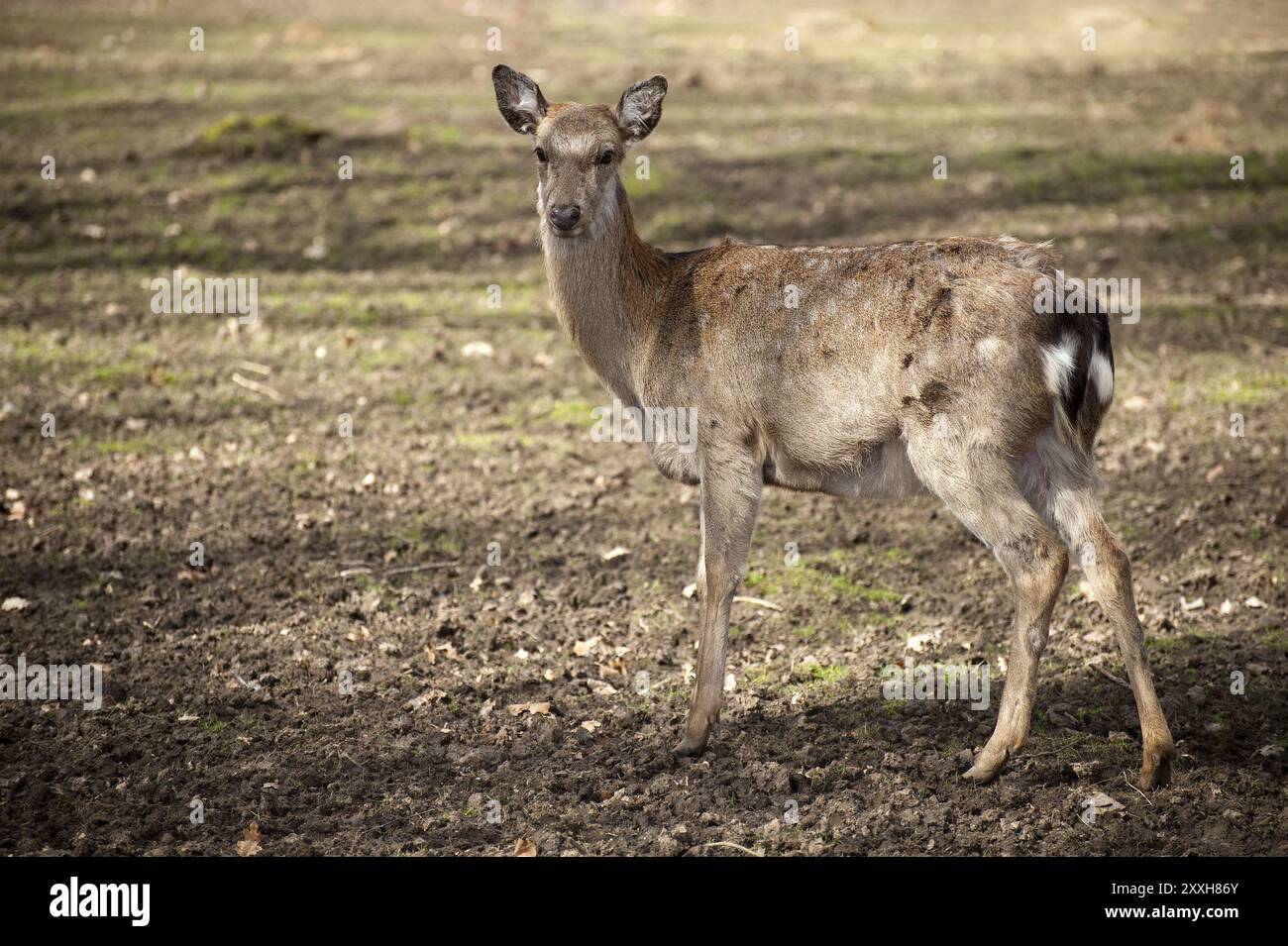 Young animal upright standing hi-res stock photography and images - Alamy