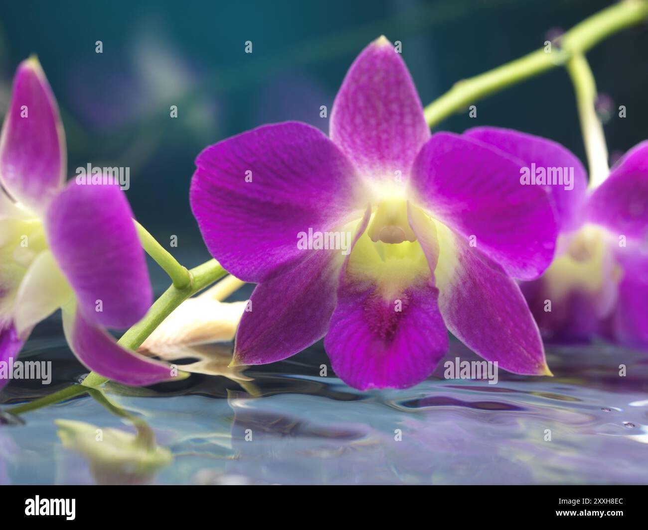 Beautiful purple Phalaenopsis flowers touching water Stock Photo - Alamy