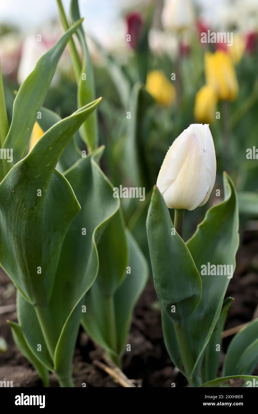 Spring tulip border hi-res stock photography and images - Alamy