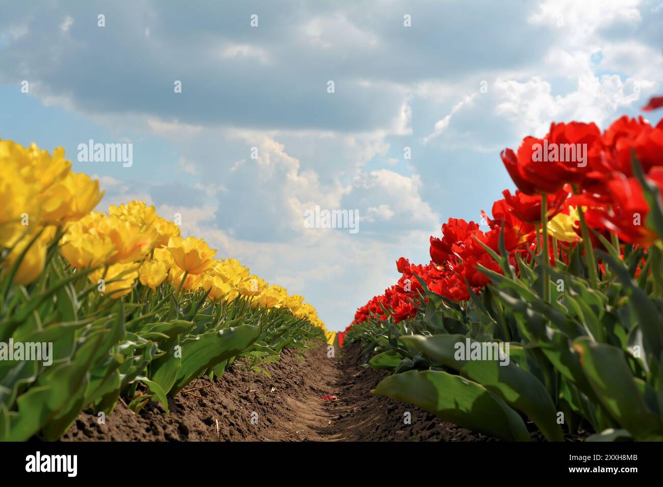 Tulip field in spring Stock Photo - Alamy