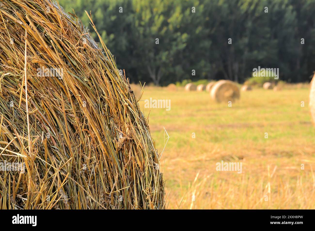Straw straw hi-res stock photography and images - Alamy