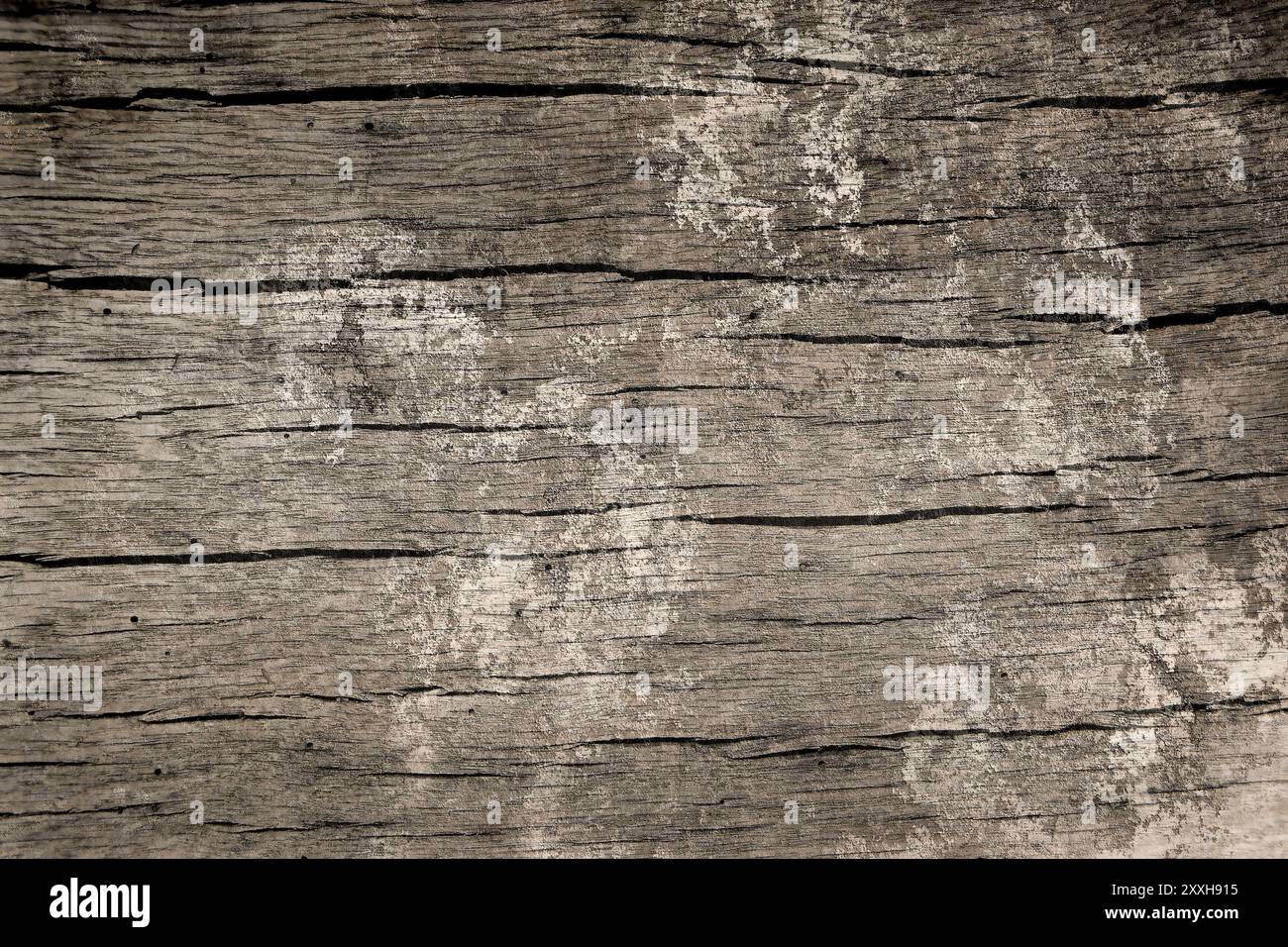 Weathered tree slice hi-res stock photography and images - Alamy