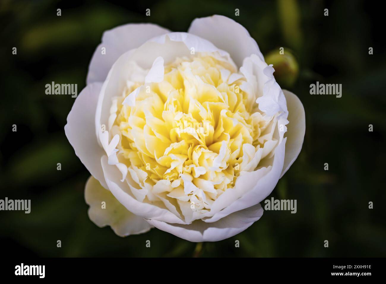 Contrast photo background hi-res stock photography and images - Alamy