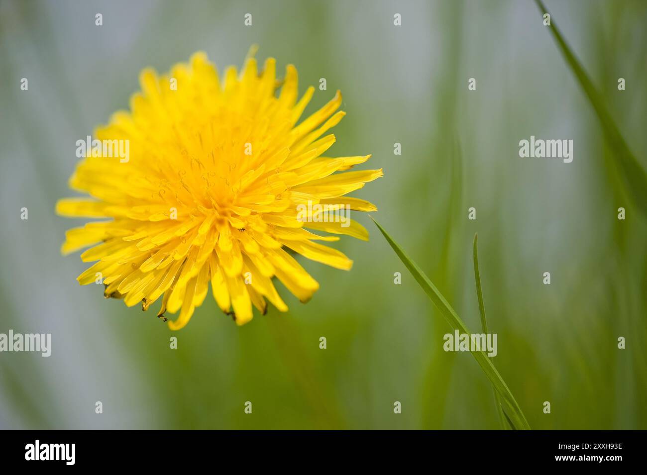 1 one single lone alone solitary hi-res stock photography and images ...