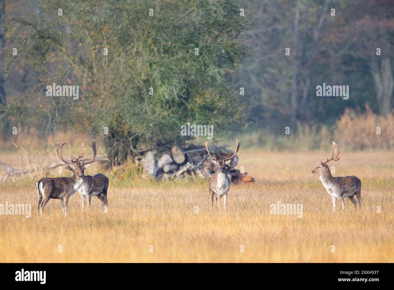 Fallow Deer (Dama dama) in a meadow in the nature protection area ...