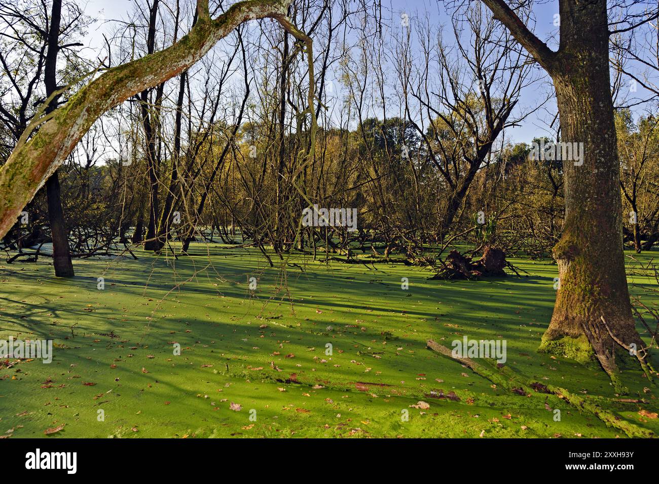 Swamp area with dead trees hi-res stock photography and images - Alamy