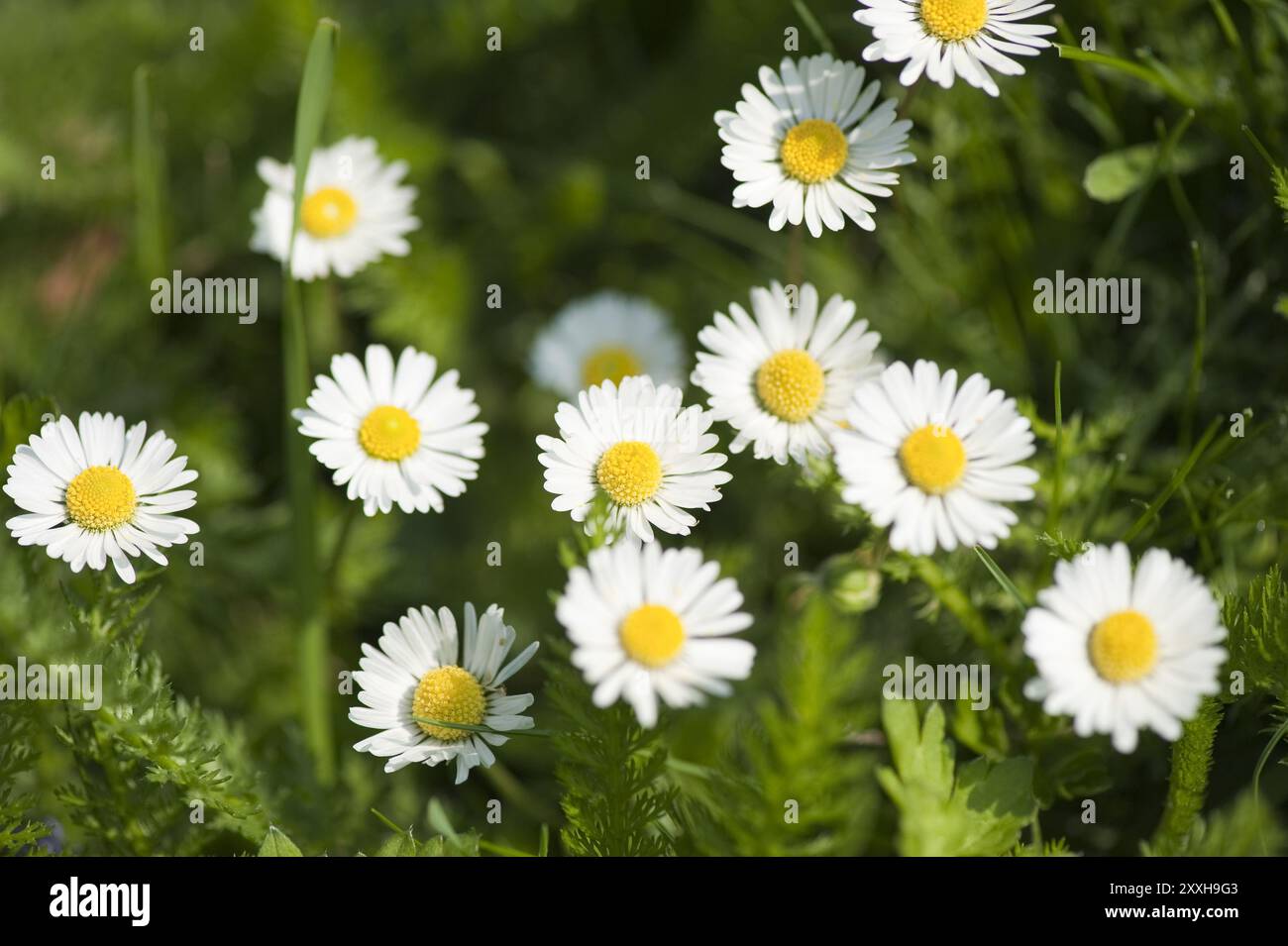 Top view common daisies hi-res stock photography and images - Alamy