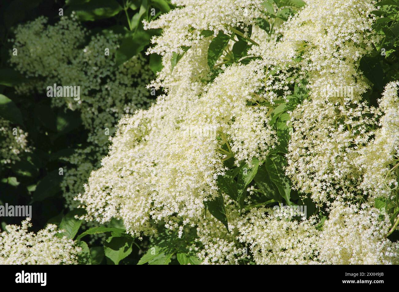 Elder flower 25 Stock Photo - Alamy
