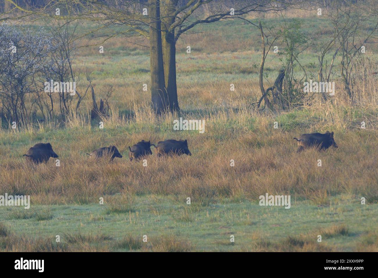 Adult aisle appliance hi-res stock photography and images - Alamy