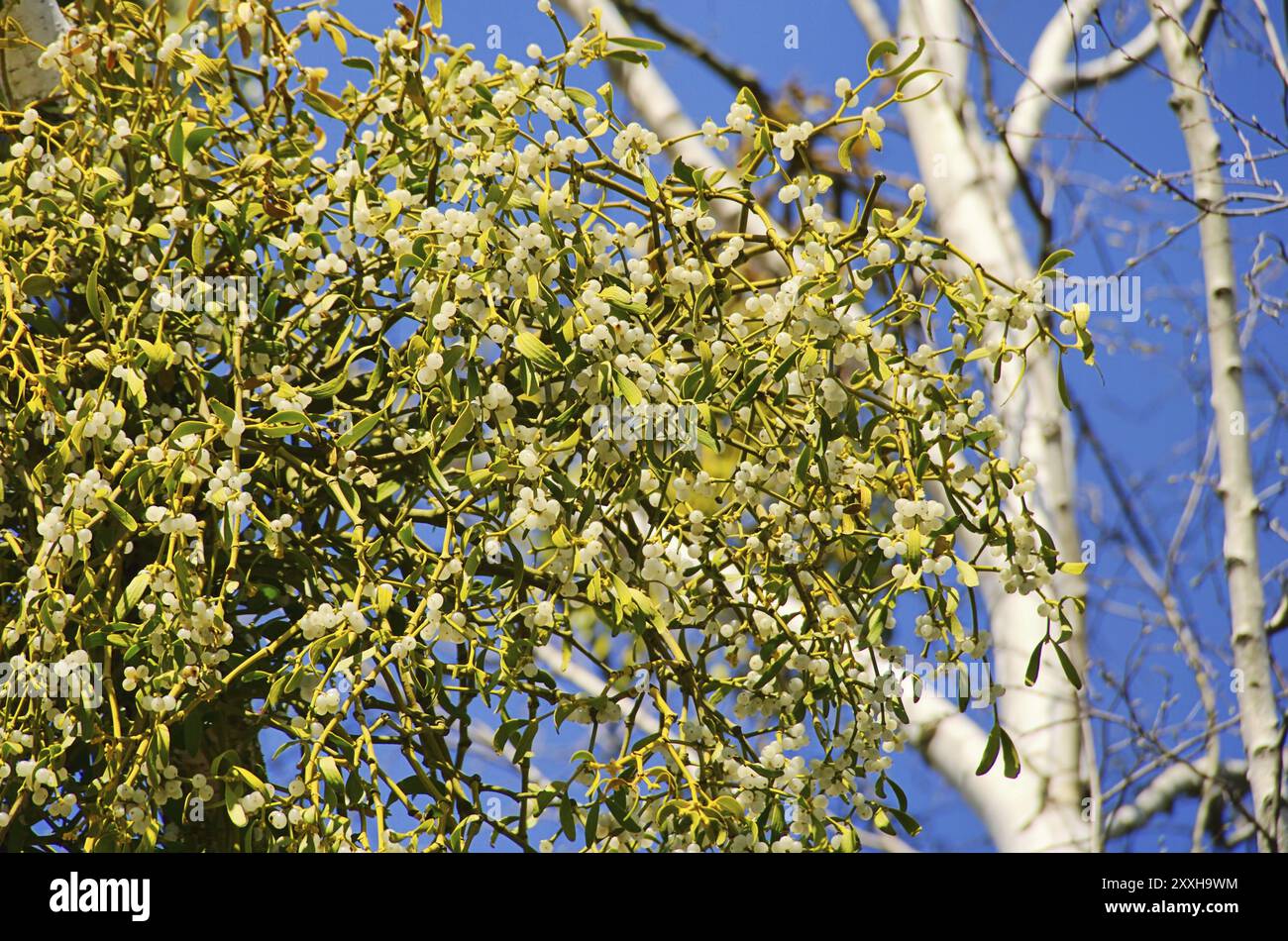 Mistletoe bough hi-res stock photography and images - Alamy