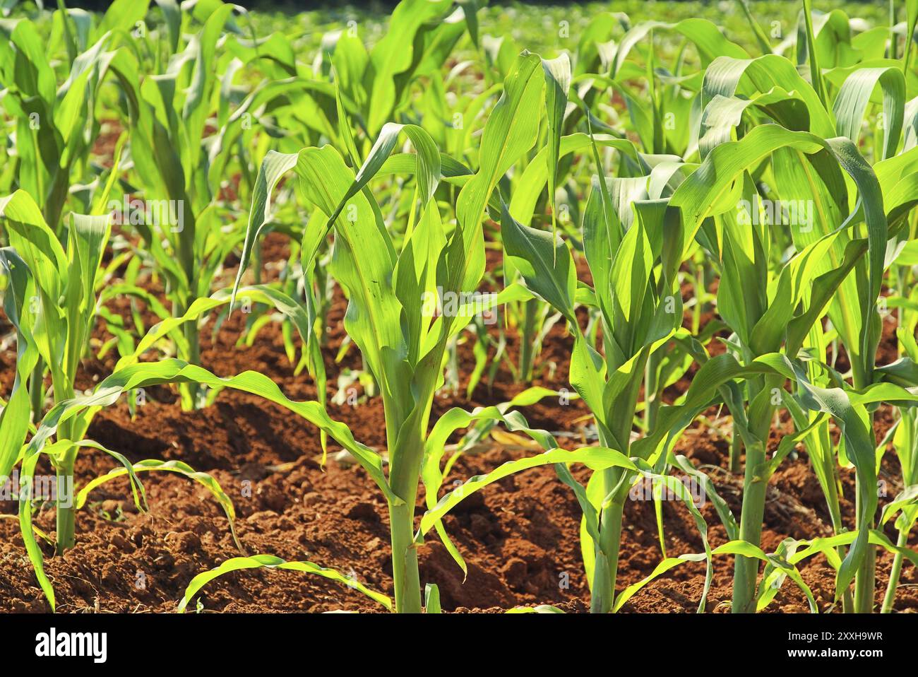 Maize field, maize field 07 Stock Photo - Alamy