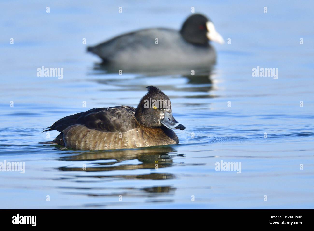Female Tufted Duck. Female Tufted duck in a lake in winter Stock Photo ...