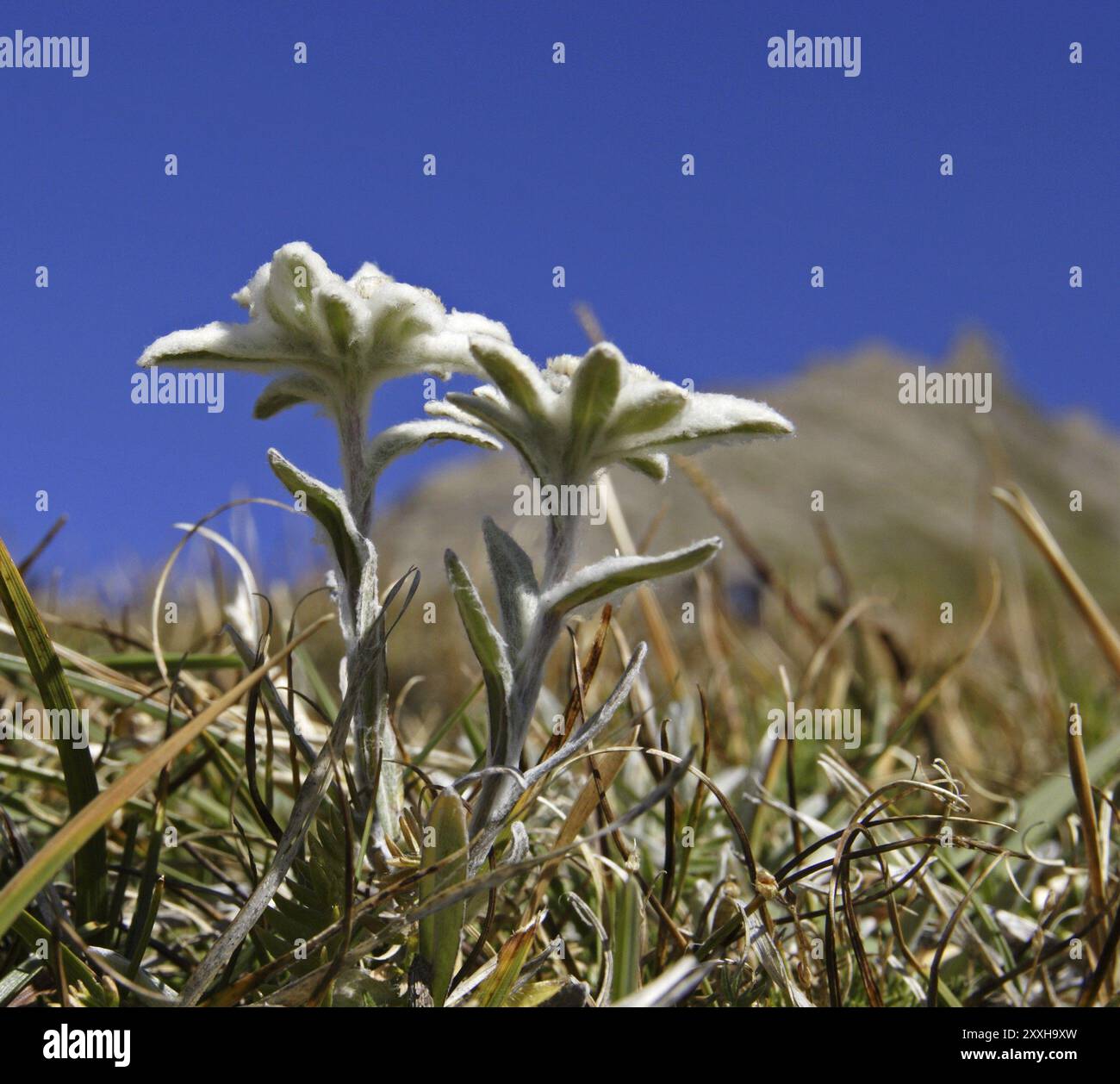 Alpine edelweiss, Leontopodium nivale subs. Alpinum, edelweiss Stock ...