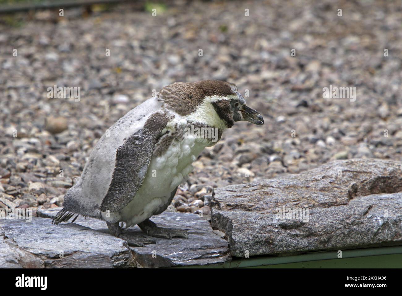 Moult bird hi-res stock photography and images - Alamy