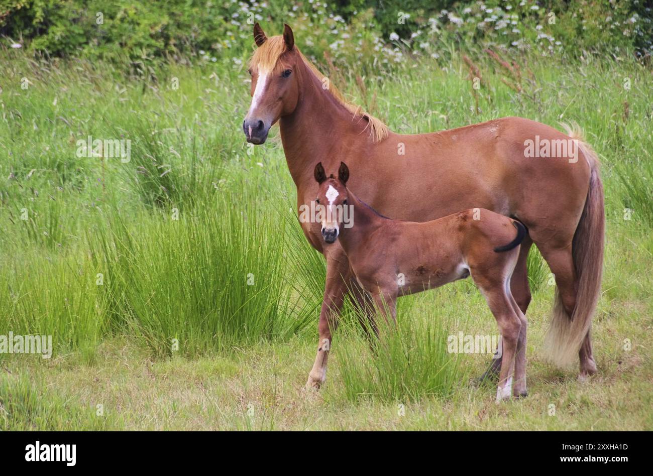 Horse, Horse 09 Stock Photo - Alamy