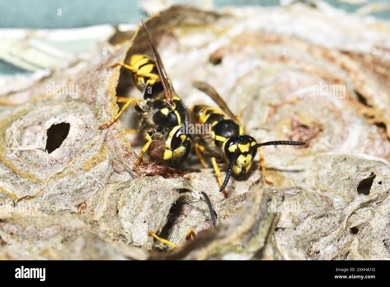 Vespula germanica (European wasp, German wasp, or German yellowjacket ...