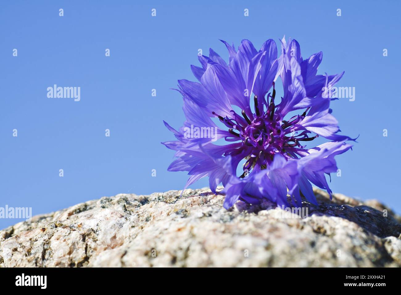 A corn tree on a stone Stock Photo - Alamy