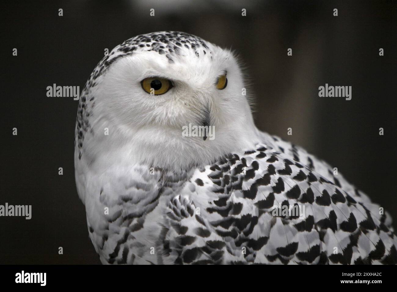 Female snowy owl Stock Photo - Alamy