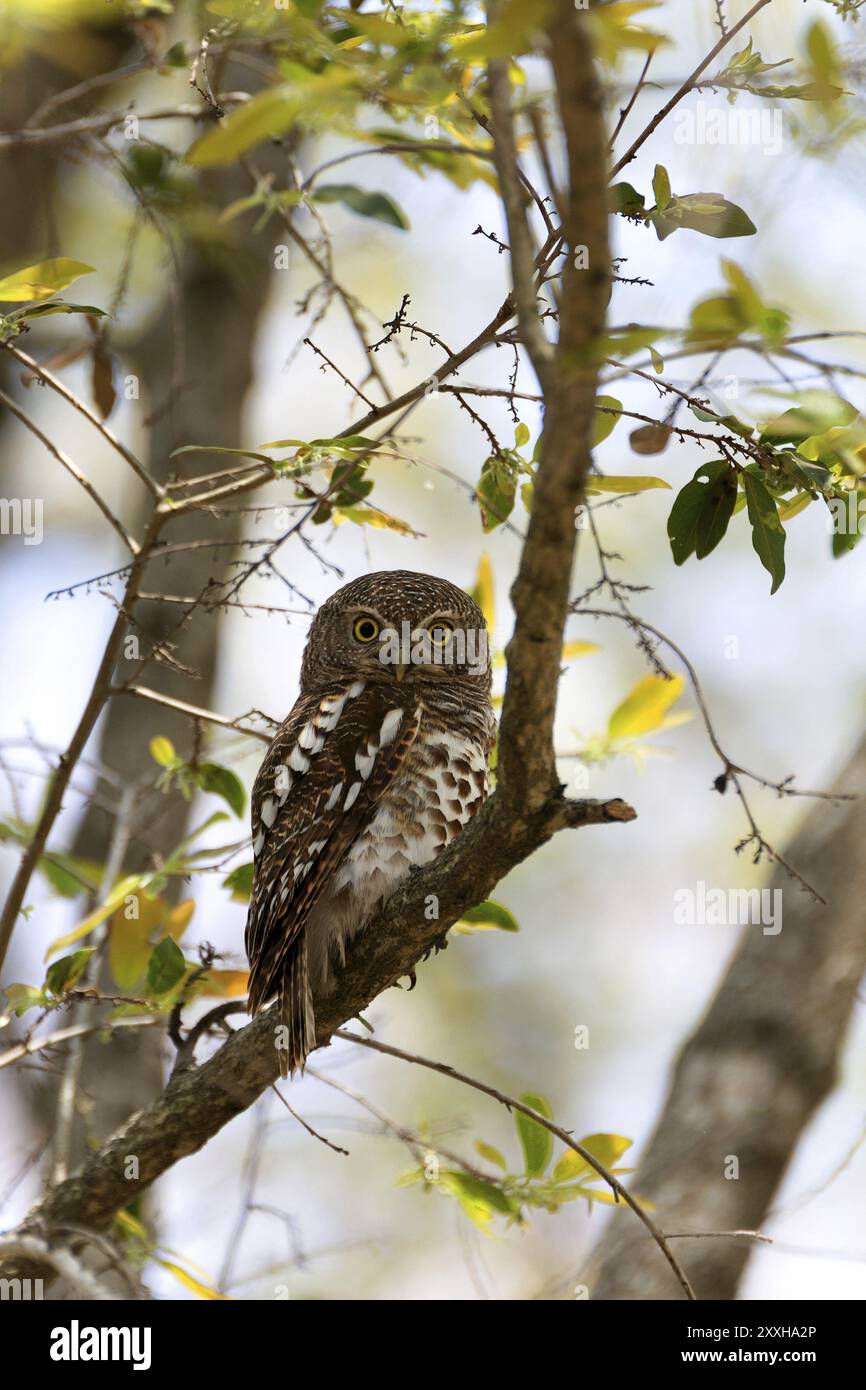 Cape pygmy owl Stock Photo - Alamy