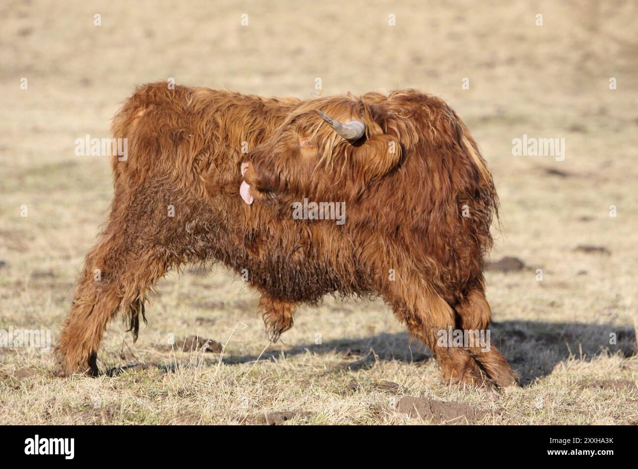 Highland rind hi-res stock photography and images - Alamy