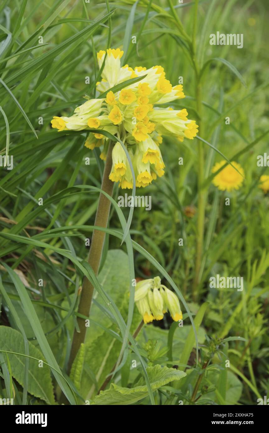 Sky key, cowslip 05 Stock Photo - Alamy