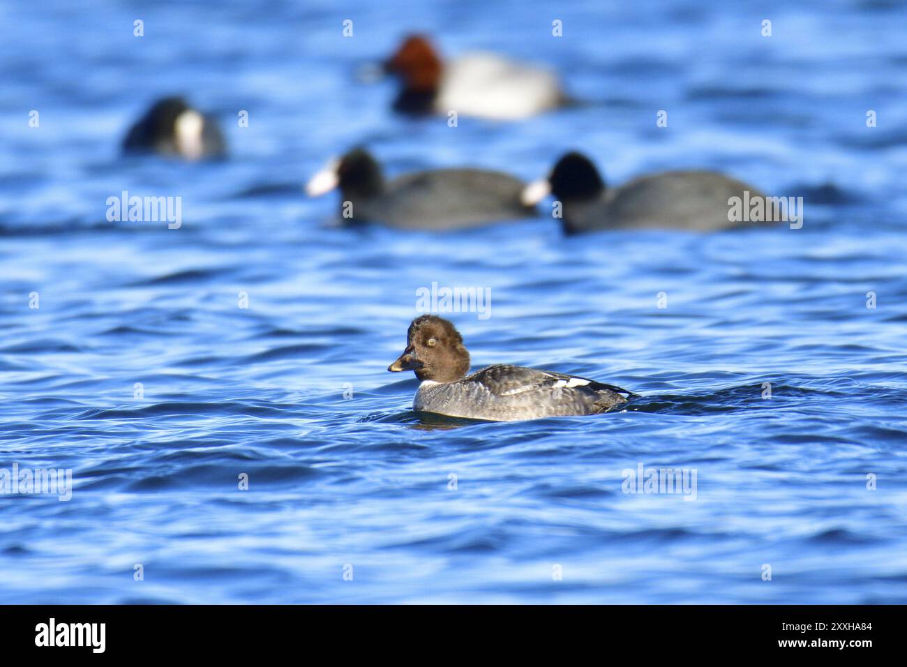 Female Common goldeneye on a lake. Female goldeneye in winter Stock ...