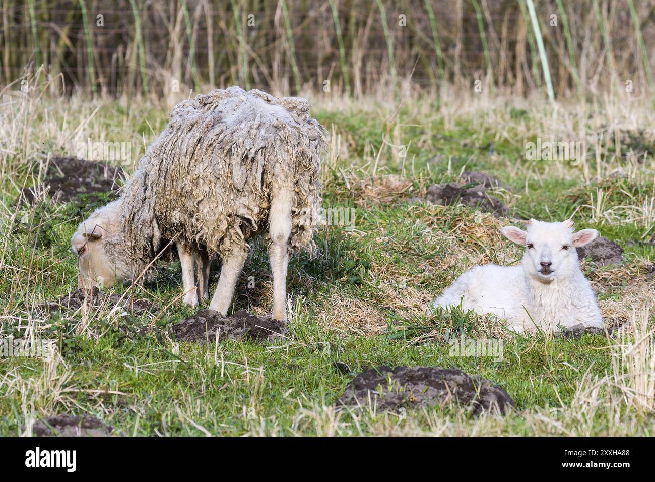 Die Ostpreussische Skudde, Skudde is a breed of domesticated sheep from ...