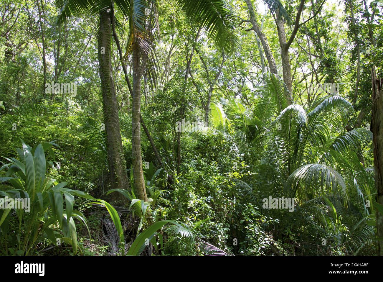 Photo of jungle people hi-res stock photography and images - Alamy