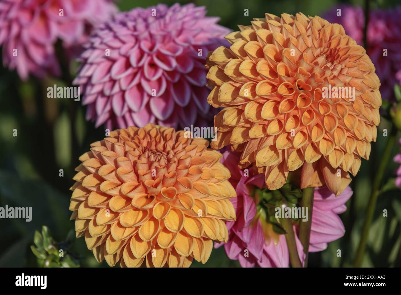 Orange and pink dahlia flowers in a garden in full bloom, legden ...