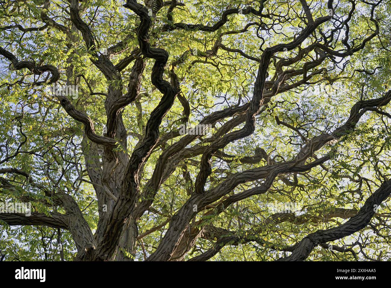 Deciduous tree, locusts (Robinia), view into the gnarled tree crown ...