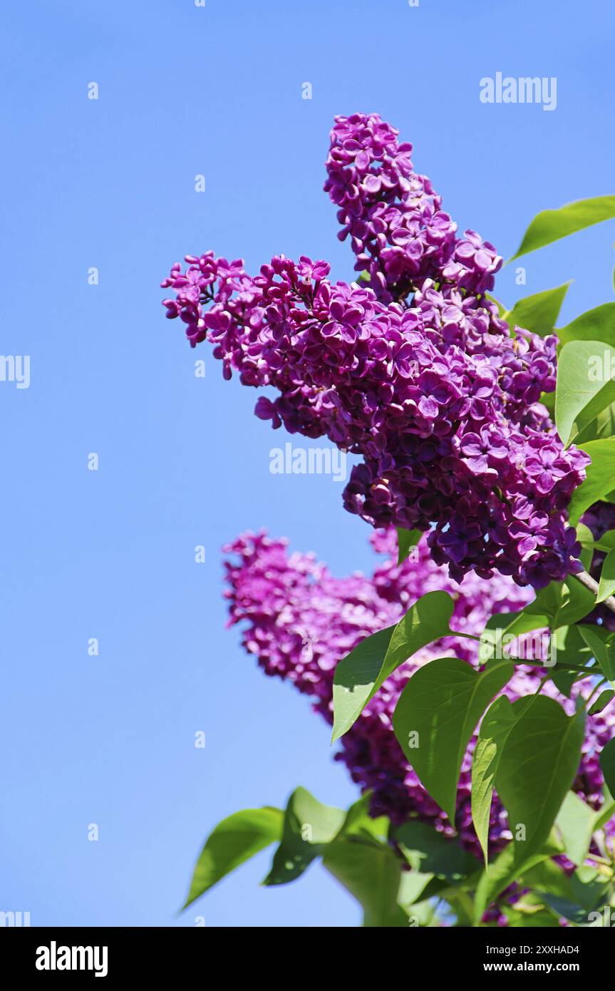 Lilac, lilac coloured 01 Stock Photo - Alamy