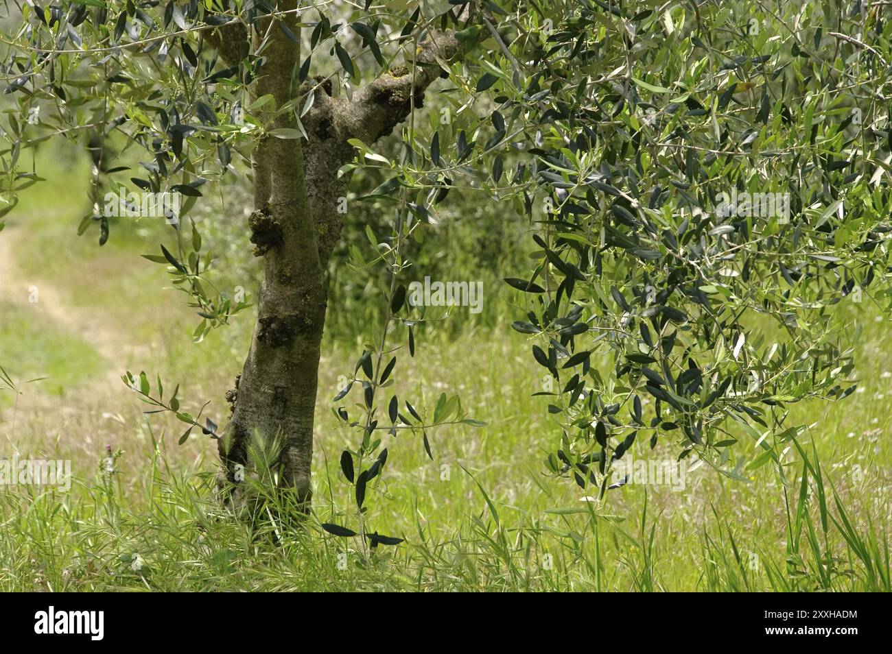 Olive tree trunk 21 Stock Photo - Alamy