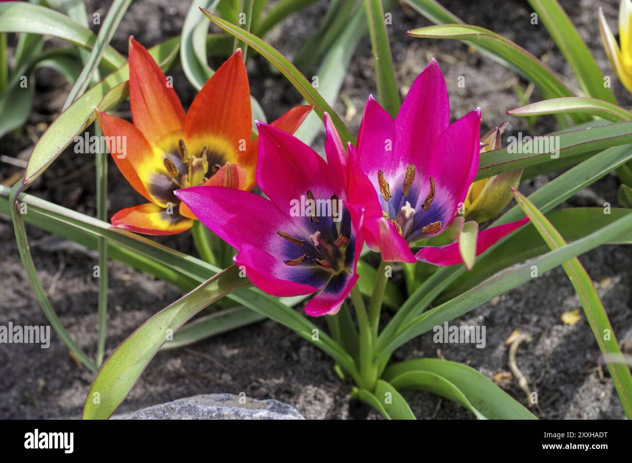 Wildtulpe little beauty und hageri splendens, wild tulip is called ...