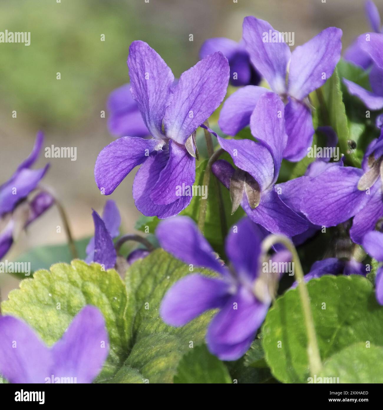 Viola odorata scent scented hi-res stock photography and images - Alamy