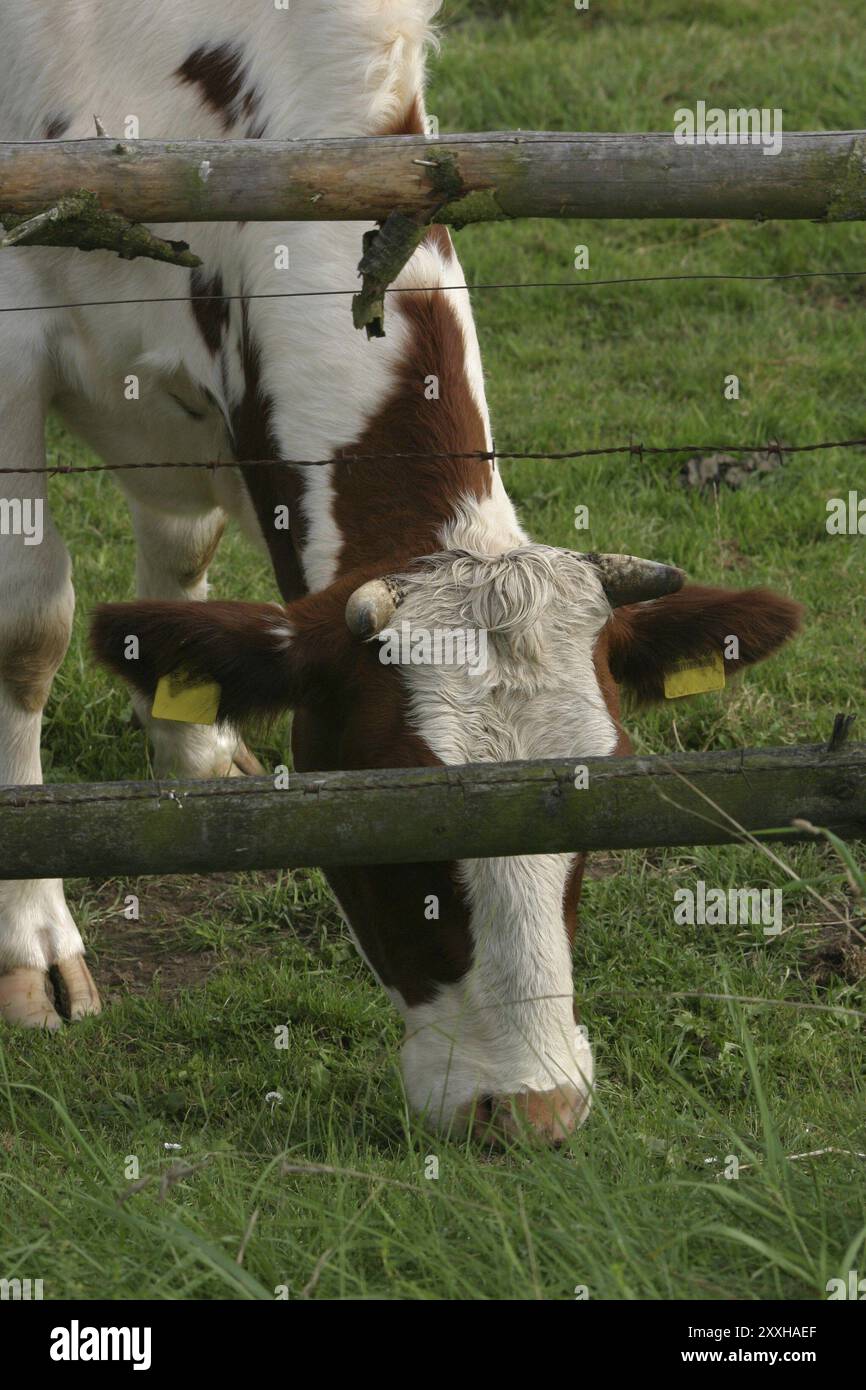 Cub cow hi-res stock photography and images - Alamy