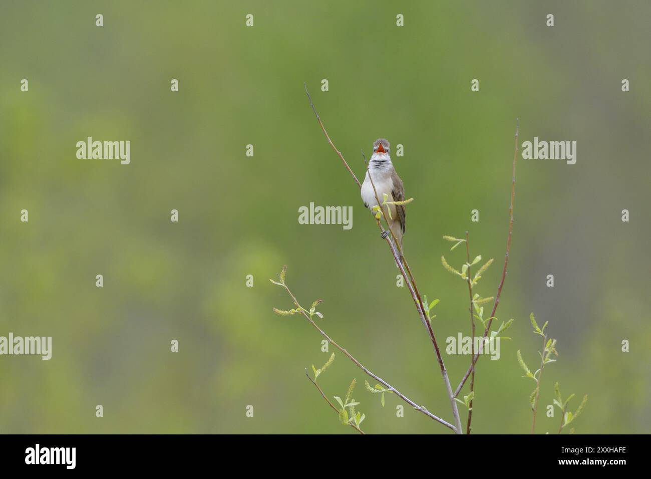 Great Reed Warbler in the reeds, Great Reed Warbler, Acrocephalus ...