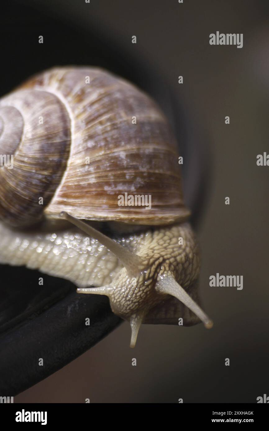 Mollusc mollusca snail hi-res stock photography and images - Alamy