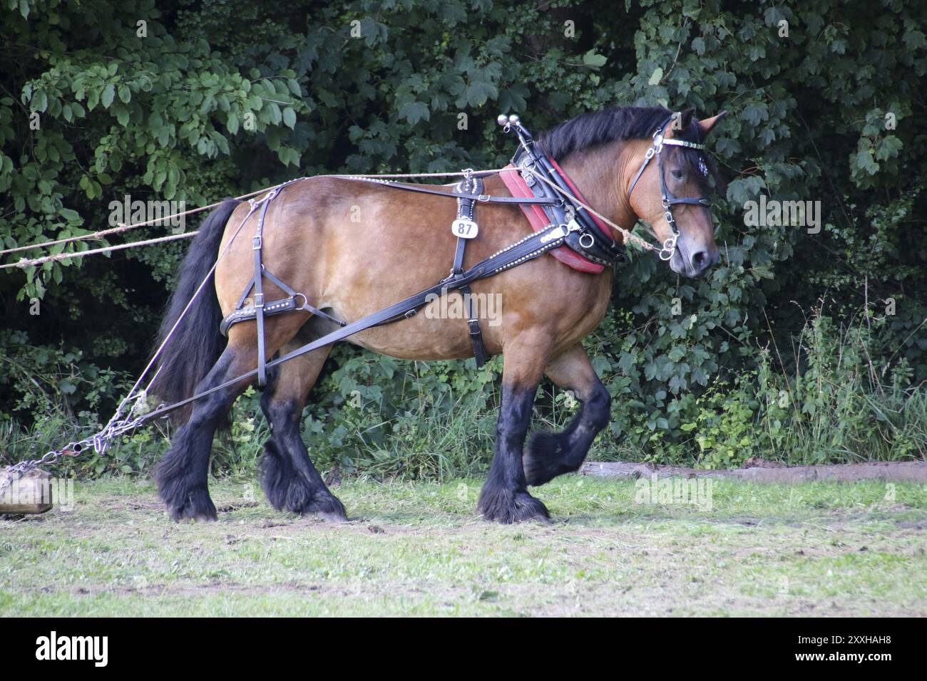 Back horse at work Stock Photo - Alamy