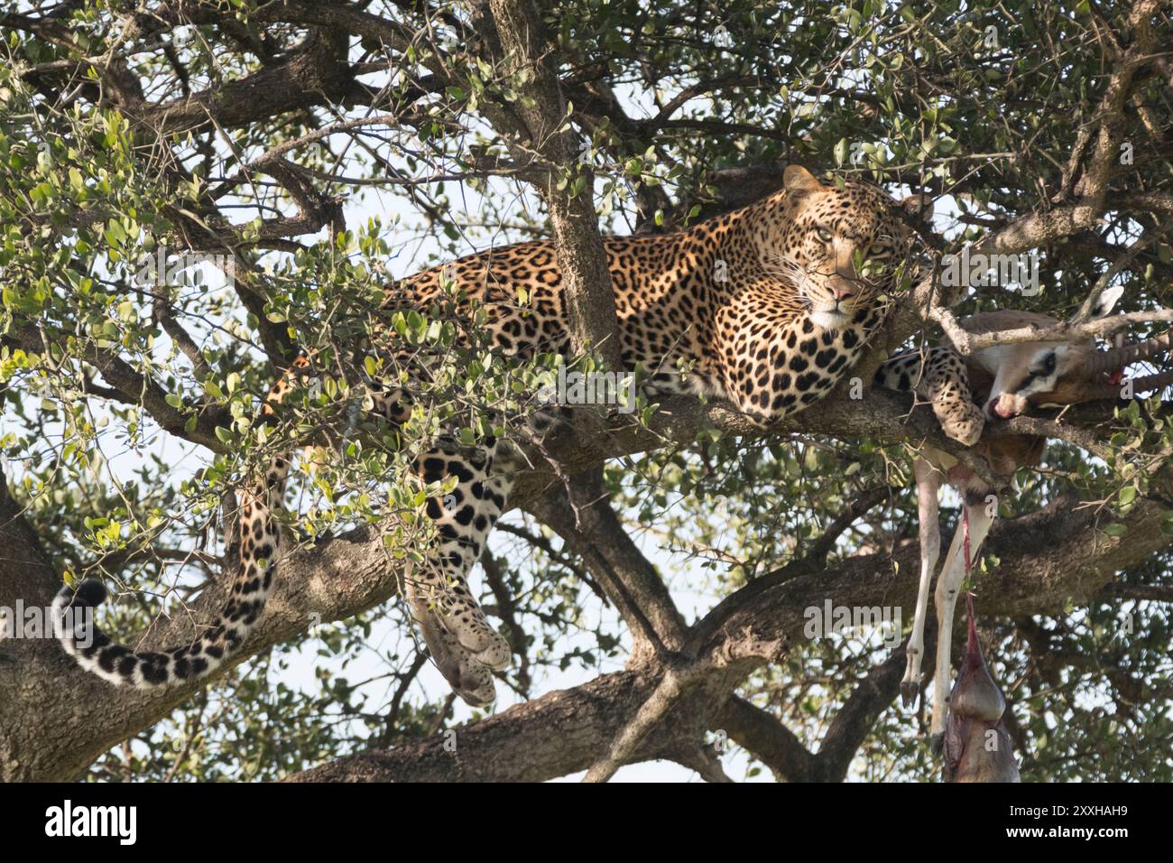 Africa, Kenya, Masai Mara National Reserve, African Leopard (Panthera pardus pardus) in tree ...