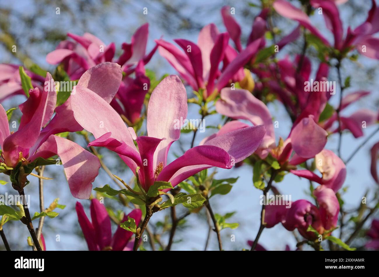 Open magnolia blossom in hi-res stock photography and images - Alamy