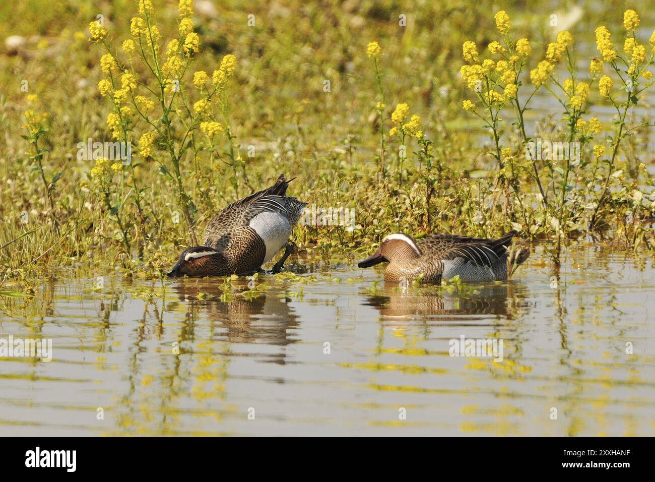 Maennliche Knaekenten (Anas querquedula), Garganey drake on a lake ...