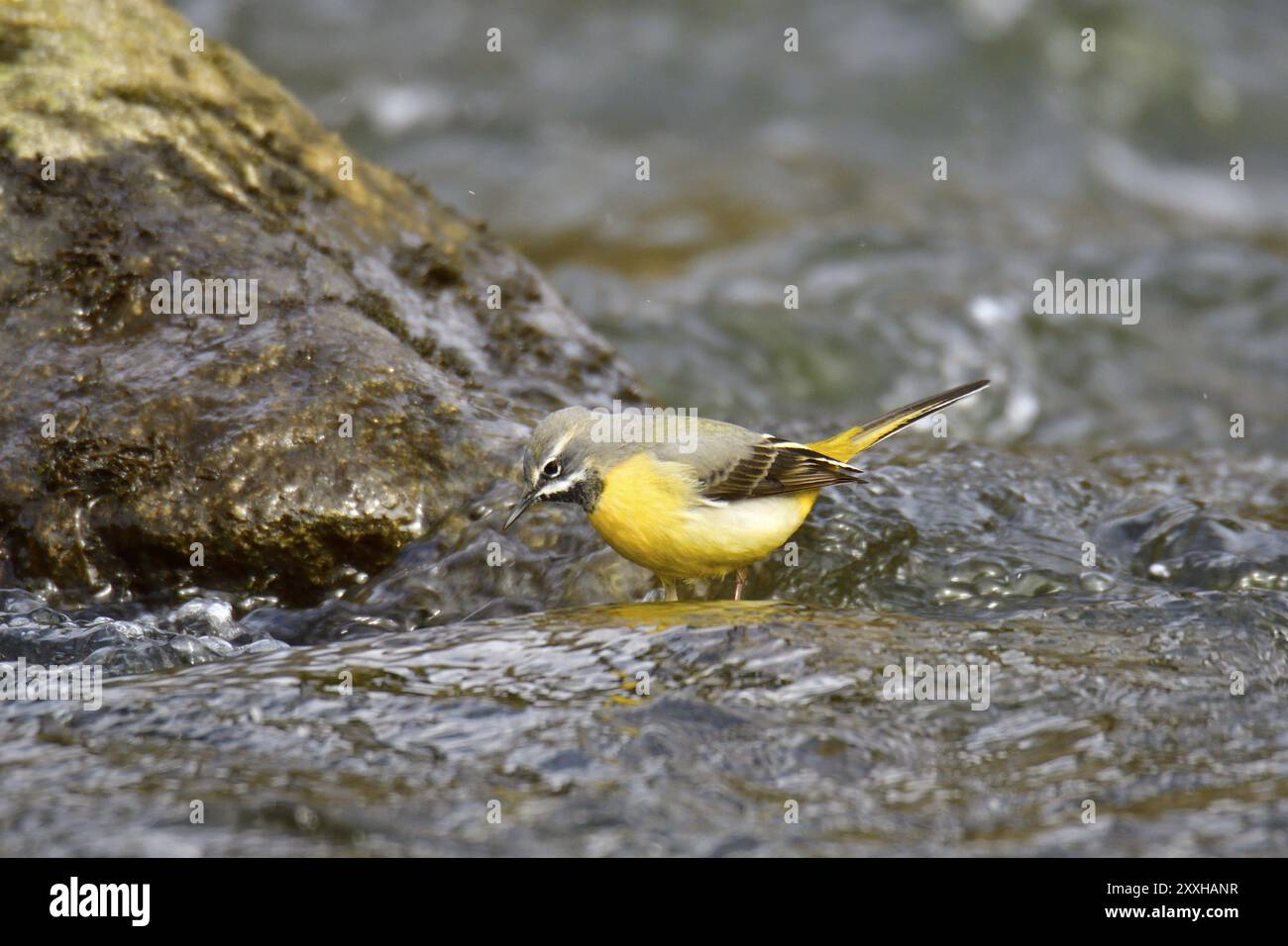 Grey wagtail in spring. Grey wagtail looking for food Stock Photo - Alamy
